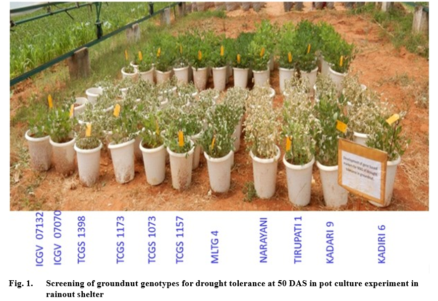 Effect Of Mid Season Drought Stress On Root Traits, Root Shoot Ratio ...