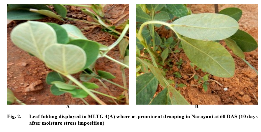 Effect Of Mid Season Drought Stress On Root Traits, Root Shoot Ratio ...