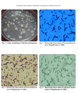 Collection and Isolation of Bacillus Thuringiensis Berliner From Soil ...